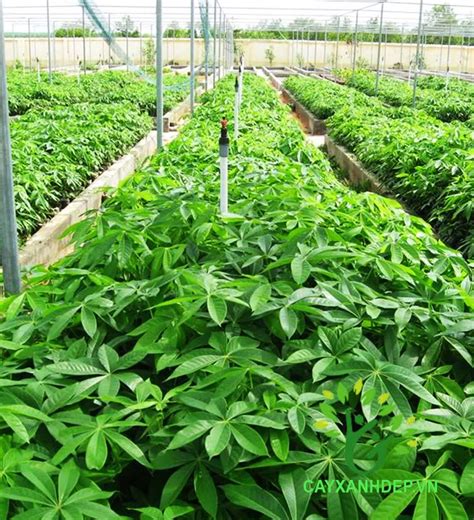 Cây Mủ Chôm Trôm Mủ Cây Xanh Đẹp