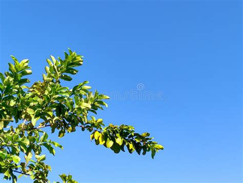Fresh Leaf Detail With Clear Blue Sky Background Stock Image Image Of Blue Fresh 385847155