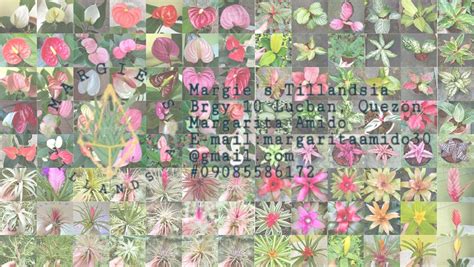 Marlenes Assorted Plants Marlenes Assorted Plants