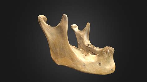 Mandible Mandíbula 3d Model By Gonzalo Matzner Anatomical3dmodels