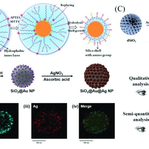 Silica Nanomaterial Assisted Colorimetric Lfa A A Silica Shell Was Download Scientific