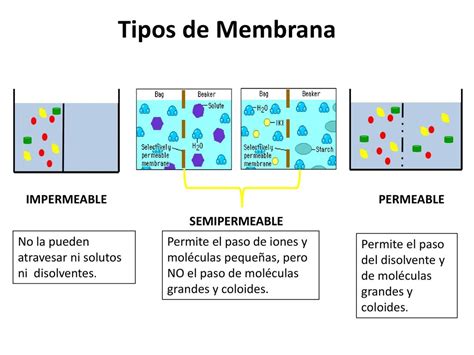 Semana 10 Coloides Y Suspensiones Osmosis Y DiÁlisis QuÍmica Ppt Descargar