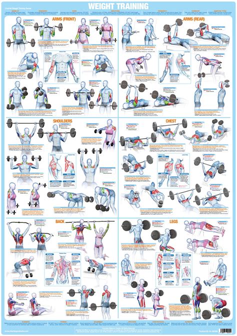 Muscles Of The Body Exercise Chart Ubicaciondepersonascdmxgobmx
