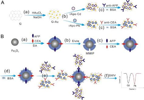 Schematic Representation Of Simultaneous Electrochemical Immunoassay Download Scientific