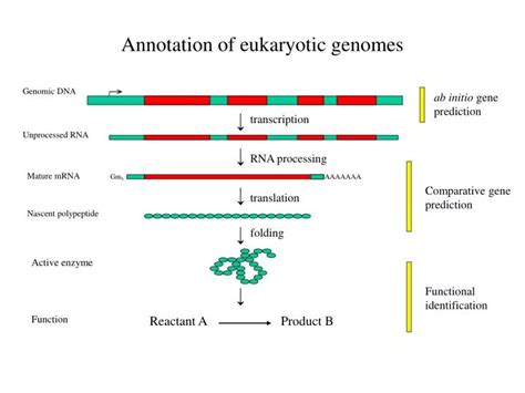 Ppt Annotation Of Eukaryotic Genomes Powerpoint Presentation Free
