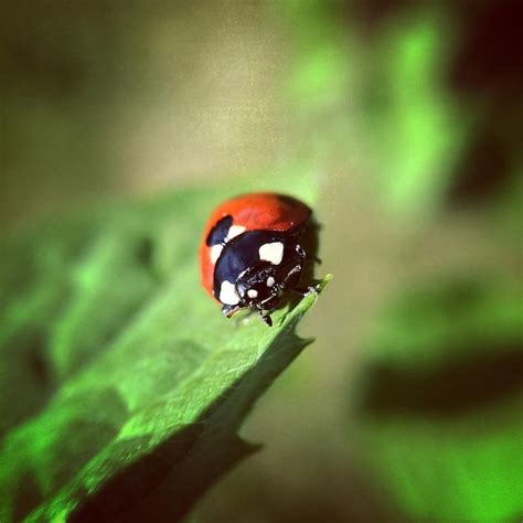 Ladybug On Leaf Premium Photo