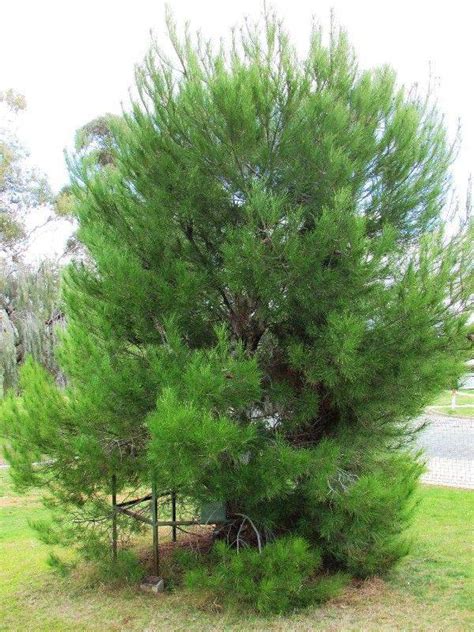 Aleppo Pine Monument Australia