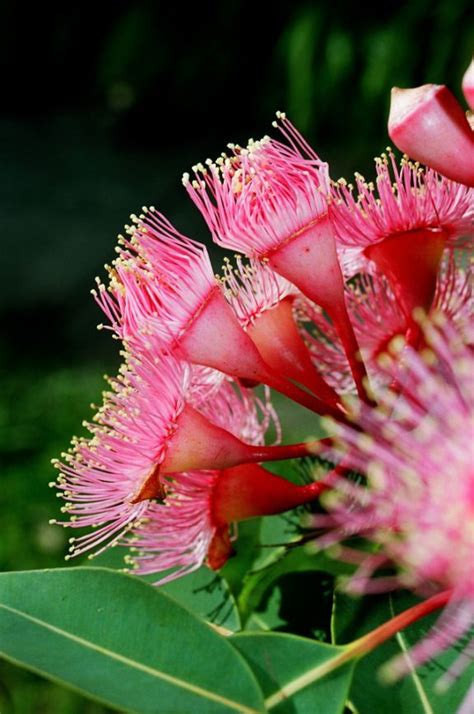 506 Best Images About Gum Trees 1 On Pinterest Trees Rivers And Flora