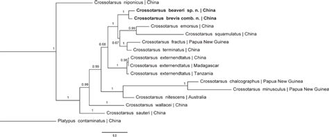tree topology resulting from bayesian analysis of four genes posterior