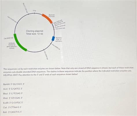 Solved The Sequences Cut By Each Restriction Enzyme Are