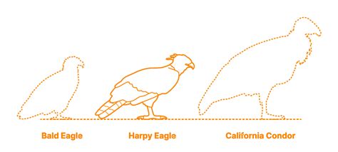 Harpy Eagle Size Chart Harpy Eagle Size Xyfqcy