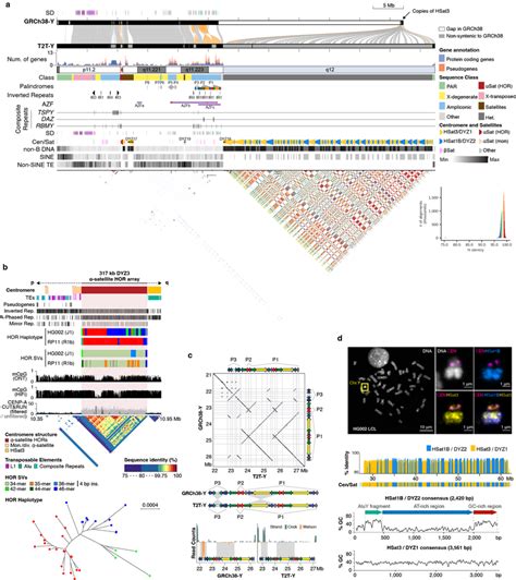 the structure of a complete y chromosome a direct comparison
