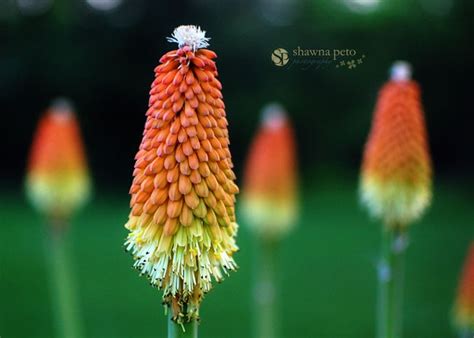 24 Best Images About Candy Corn Flower On Pinterest Shopping