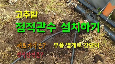 고추밭 점적관수설치방법 점적호스로 고추 물주는 방법 Youtube