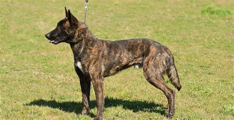 Dutch Shepherd Guide Lifespan Size And Characteristics