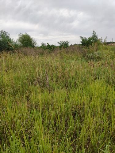 Observations By Brittanyschultz · Inaturalist