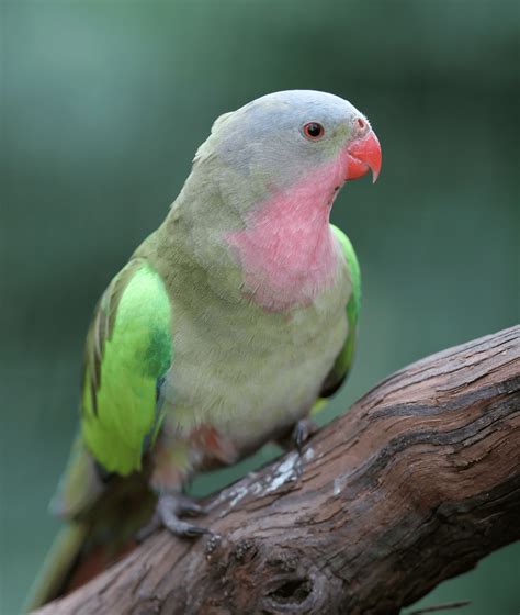 Princess Parrot World Parrot Trust