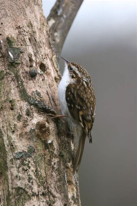 TrogTrogBlog Bird Of The Week Treecreeper