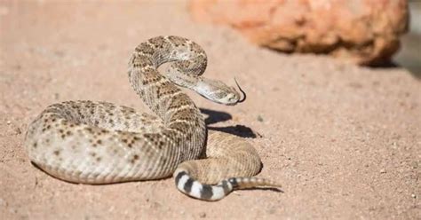 Rattlesnake Behavioral Adaptations Archives Animalbehaviorcorner