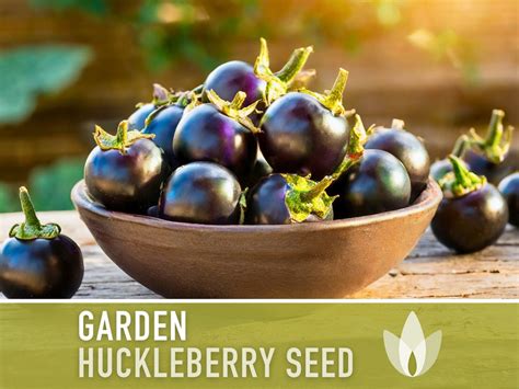 Garden Huckleberry Seeds Heirloom Non Gmo 20 Seeds Etsy