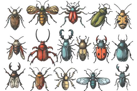 A Diverse Collection Of Different Types Of Bugs Suitable For