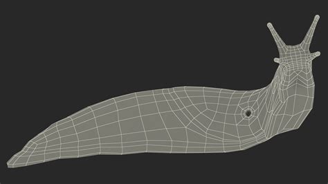 Lusitanian Slug Reaching Up 3d Model 59 3ds Blend C4d Fbx Max Ma Lxo Obj Free3d