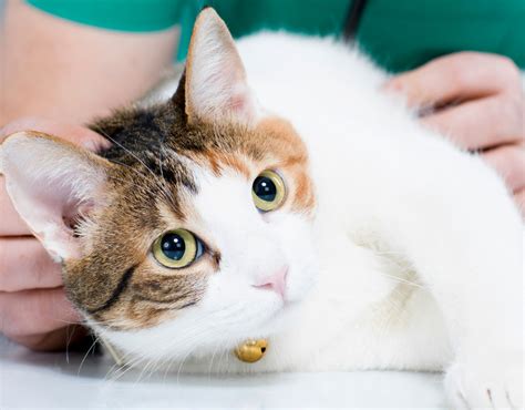 Veterinary Services Tatton Veterinary Practice Knutsford