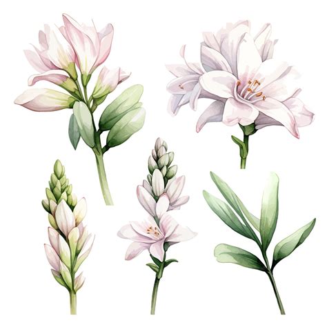 Premium Vector Beautiful Watercolor Tuberose Flowers Clipart And