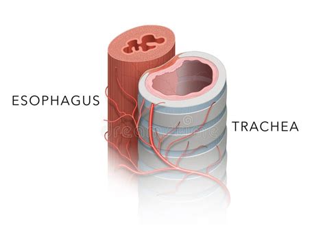 Anatomy Of Trachea And Esophagus Stock Illustration Illustration Of