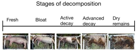 Human Decomposition Timeline