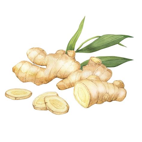 Watercolor Illustration Of Spice Ginger Half Leaves And Slices Hand