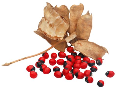 Seeds PNGs For Free Download