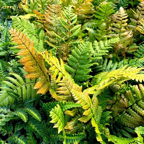 How To Grow And Care For Tree Ferns Growing Guide Big Plant Nursery