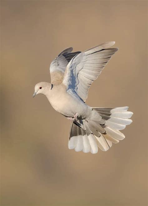 Eurasian Collared Dove Focusing On Wildlife