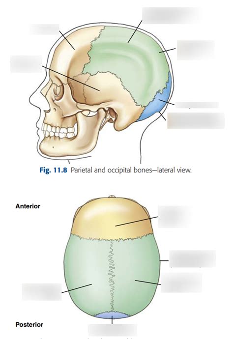 Parietal And Occipital Bones Diagram Quizlet