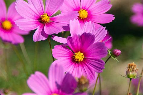 When And How To Deadhead Cosmos Flowers Gardeners Path
