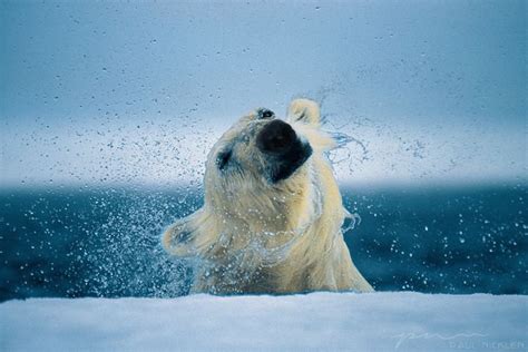 Paul Nicklen Alchetron The Free Social Encyclopedia