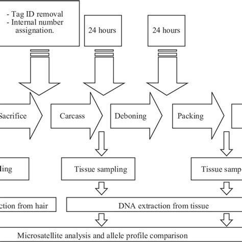Flow Chart Of A Meat Processing Plant And Details Of Sampling And Analysis Download