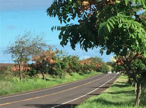 Trees Of Kauai Koloa Kai Vacation Rentals Management