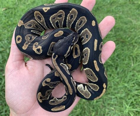 Black Ball Python Morph