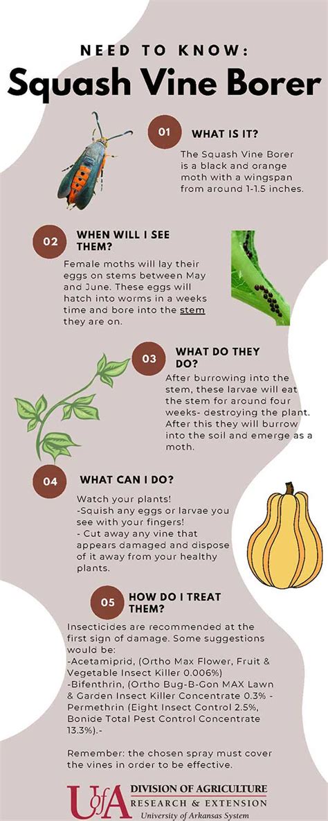 Squash Bug Life Cycle