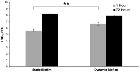Phage And Antibiotic Combinations Reduce Staphylococcus Aureus In Static And Dynamic Biofilms
