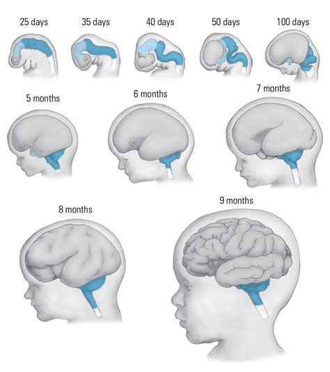 Neurodevelopment Developmental Timing And Plasticity