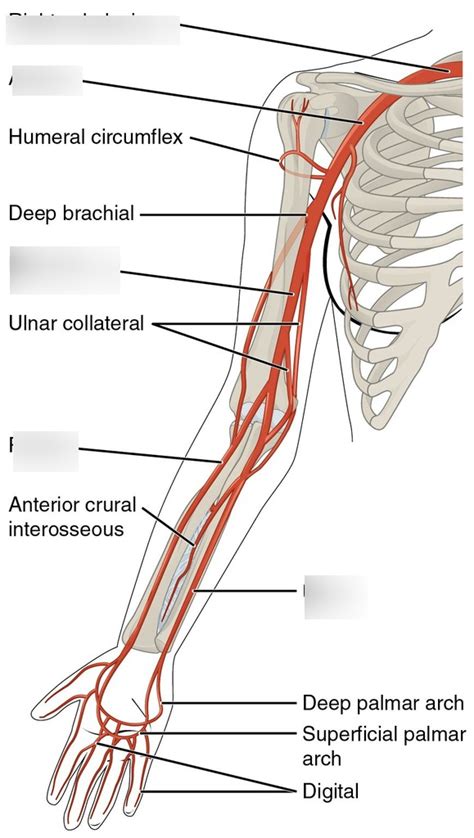 Bio 264 Lab Practical 1 Upper Limb Arterires Diagram Quizlet