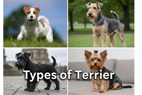 25 Types Of Terrier Pictures And Identification