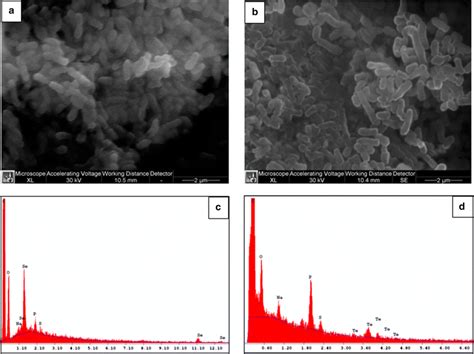 Sem Micrographs A B And Edax Spectra C D Of Ochrobactrum Sp
