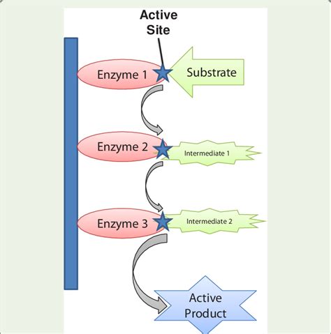 Schematic Representation Of The Operation Of A Multi Enzyme