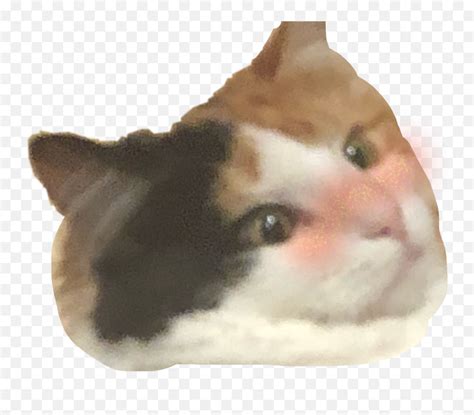 Catblushcutecalicointerestingartpartysummerphotographyn Siamese Emoji