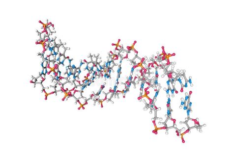 Solution State Structure Of Dna Dodecamer Duplex Containing A Cis Syn