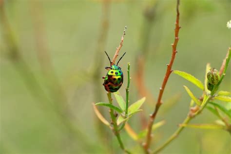 Premium Photo A Stunning Ladybug Adorned In Metallic Green With Black Spots